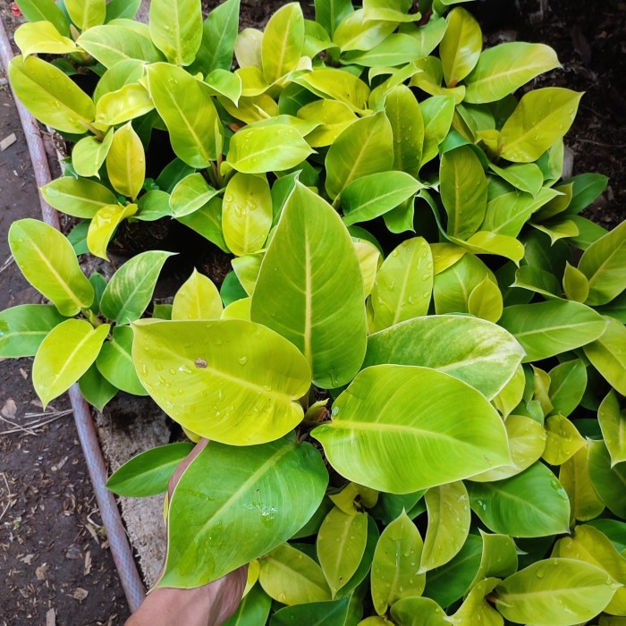 Jual tanaman hias philodendron lemon lime - tanaman philo lemon ...