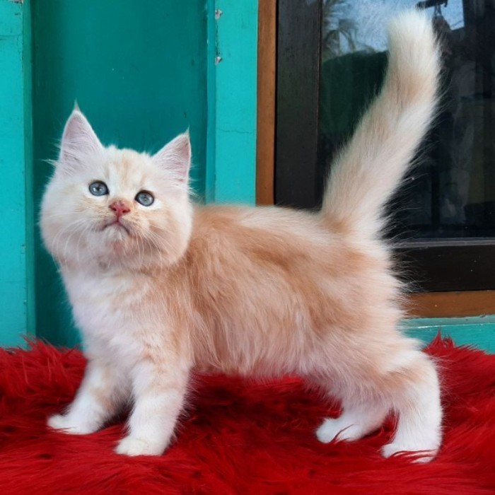 Jual KUCING KITTEN PERSIA MIX MAINECOON USIA 2,5 BULAN LUCU JOSS ...