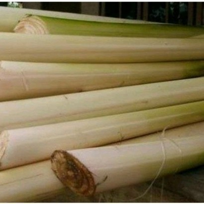 Jual gedebong pisang /batang pisang segar per 1kg untuk herbal ...