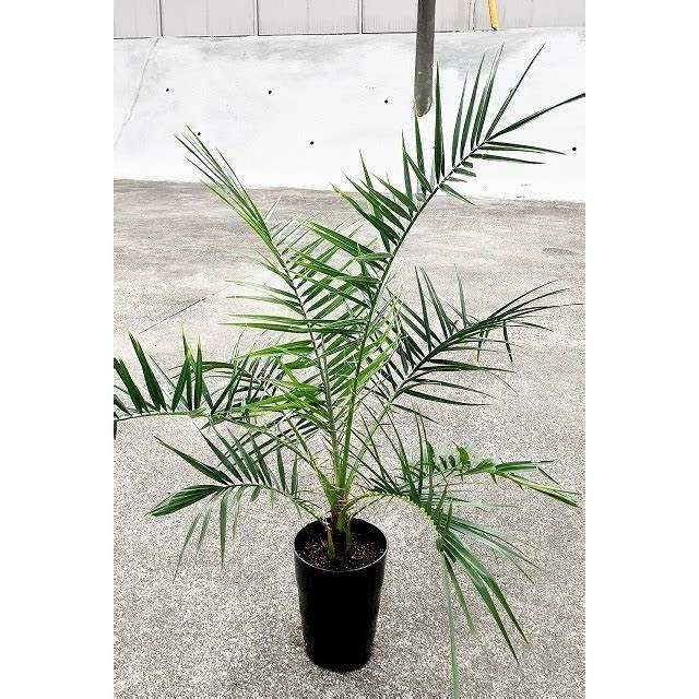 Jual Tanaman Hidup PALEM PHOENIX - Tanaman Hias Pohon Palem Phoenix ...