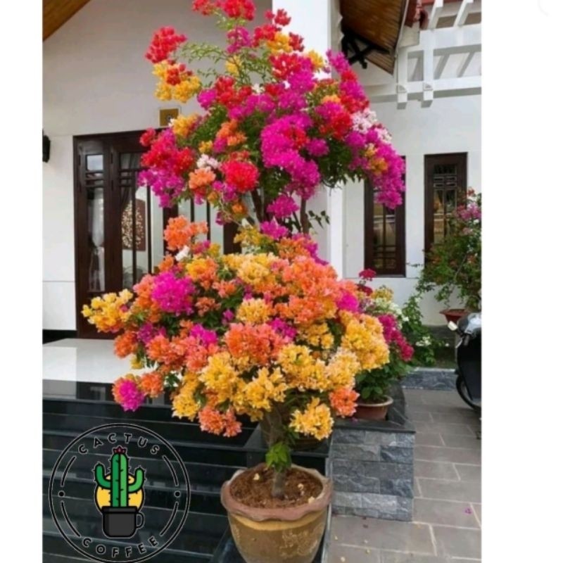 Jual Tanaman Hias Bugenvil Bunga Kertas Bunga Hidup Bugenvil kertas ...