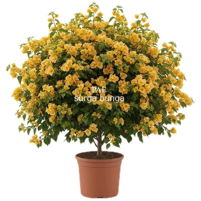 Jual jumbo bunga Bougenville lokal kuning ukuran 50-100cm up bugenvil ...