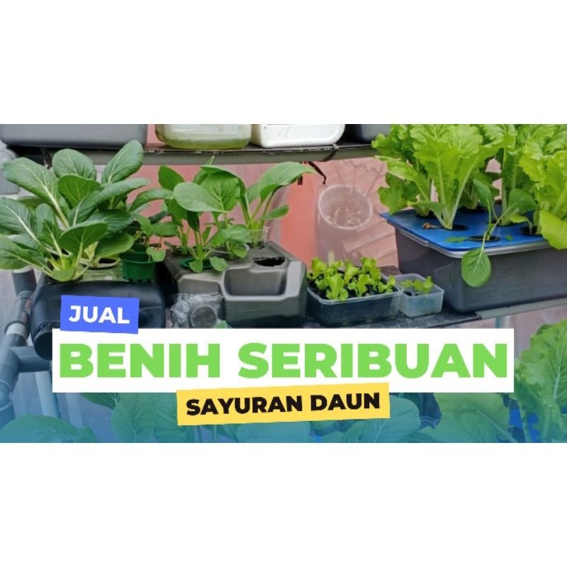 Jual Biji Bibit Benih Sayuran Daun Sawi Kol Bayam Seledri Pakchoy ...