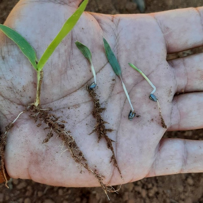 Jual Benih rumput pakan ternak 1kg/bede/signal grass/brachiaria ...