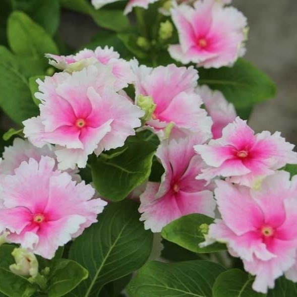 Jual tanaman hias vinca tapak dara vinca bunga pink putih cantik ...
