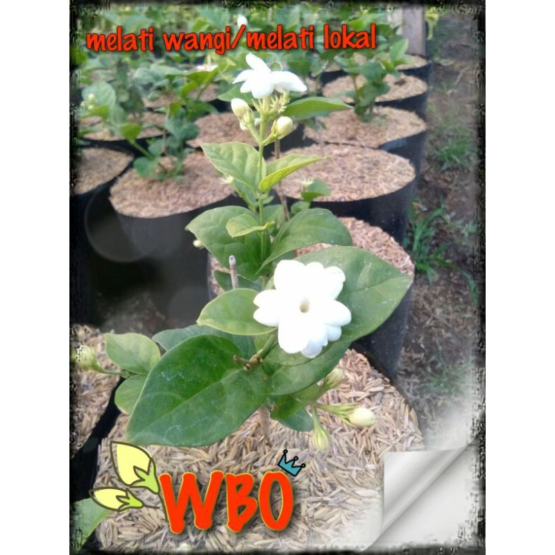 Jual tanaman hias bunga melati wangi lokal Terlaris | Shopee Indonesia