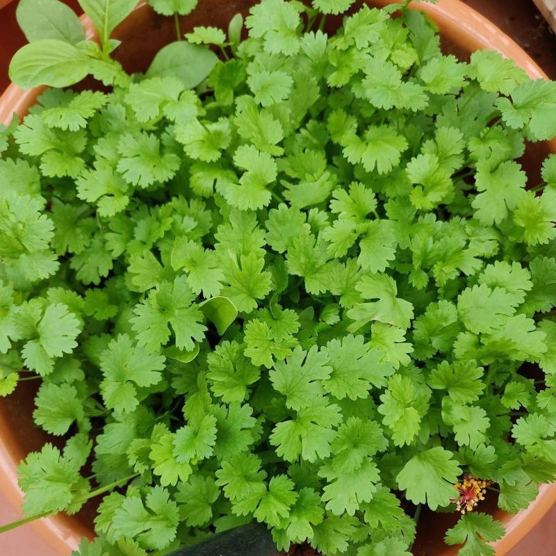 Jual 25 Biji - Benih Daun Ketumbar Yansui CORIANDER | Shopee Indonesia