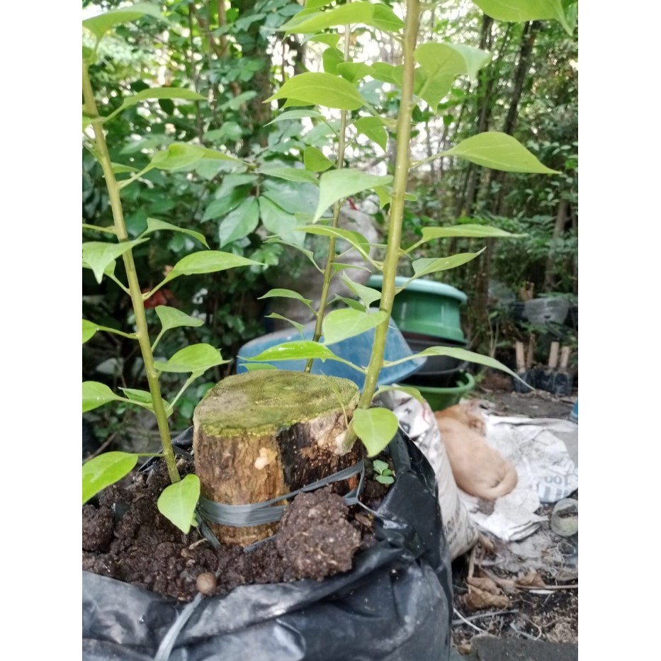 Jual edisi the max Pohon Bonsai Bougenville Singapore Mame Size Bogel ...