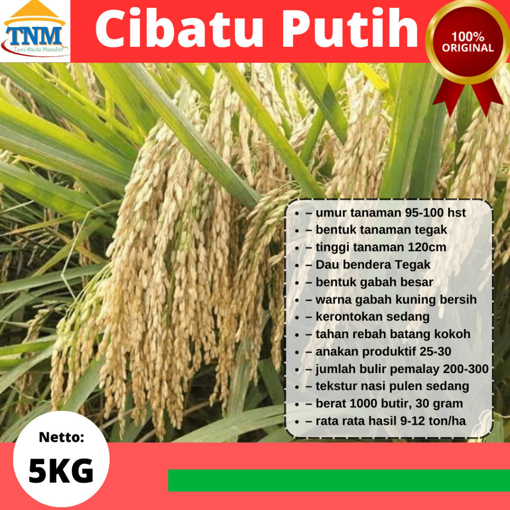 Jual Biji Padi Unggul Cibatu Putih 5KG | Shopee Indonesia