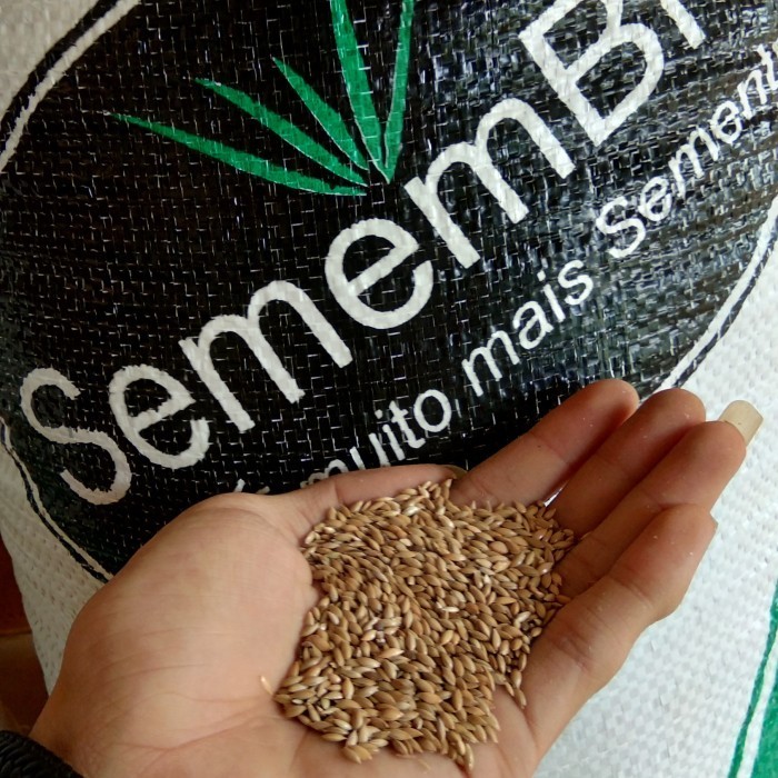 Jual benih rumput brachiaria decumbens 10kg PREMIUM Benih Rumput Jepang ...