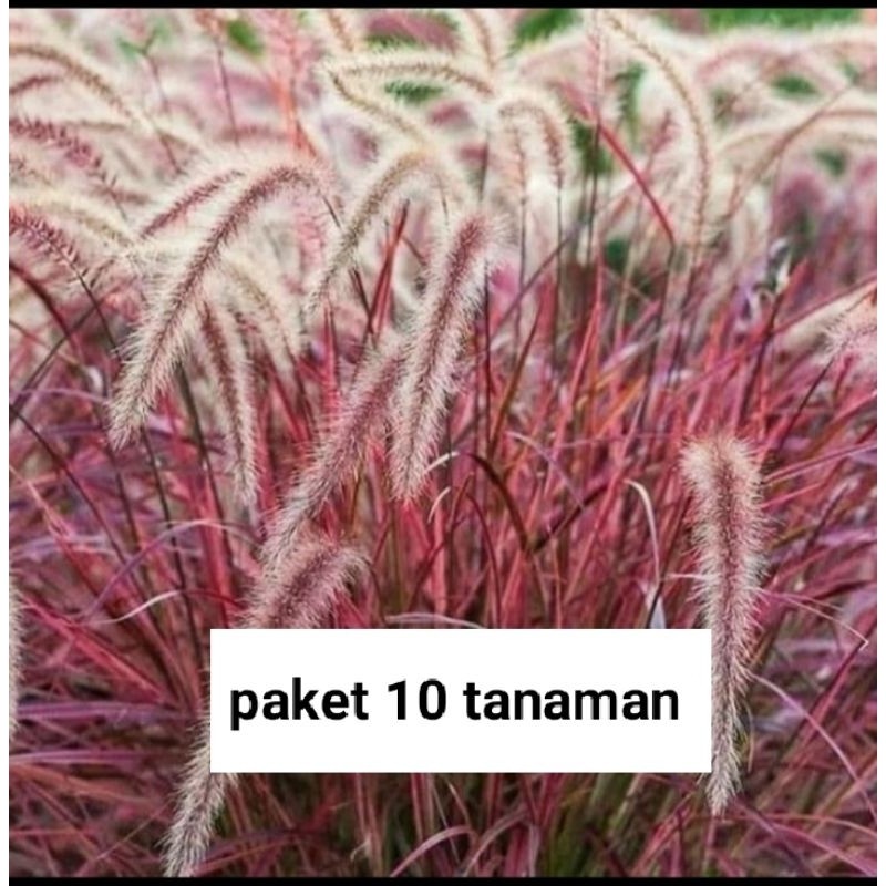 Jual 4WB paket 10 polibek tanaman hias alang alang merah / pohon alang ...