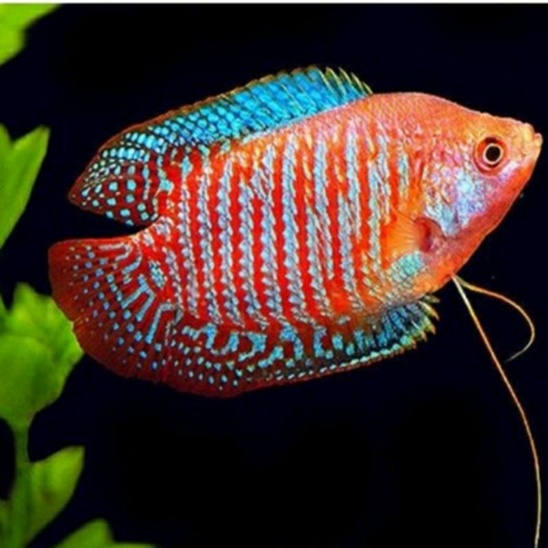 Jual sepat biru gourami biru garis merah Jantan Male | Shopee Indonesia