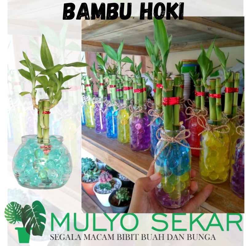 Jual TERMURAH tanaman BAMBU HOKI - BAMBU AIR - BAMBU HIAS - sri rejeki ...