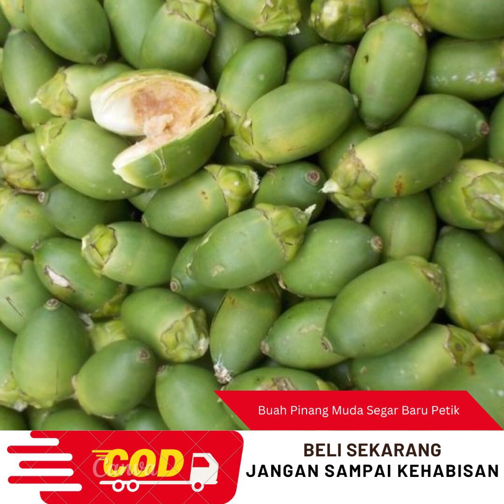 Jual Buah Pinang muda Fresh 1kg/Buah Jambe Muda asli dari petani ...