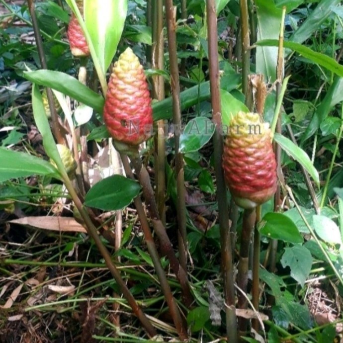 Jual bibit tanaman lempuyang gajah herbal perpohon | Shopee Indonesia