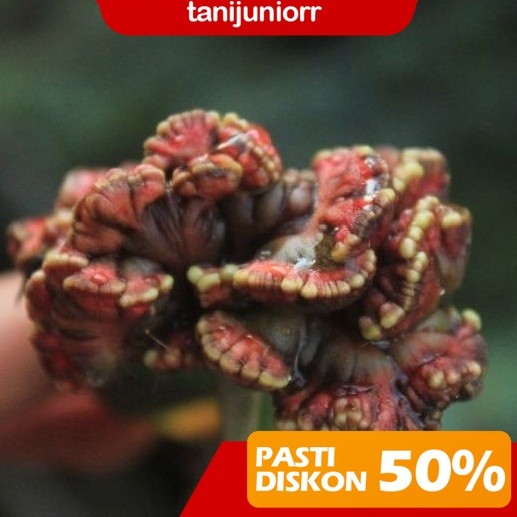 Jual [Tanamah Hidup] Kaktus Echinopsis cv chocolate / Babat coklat ...