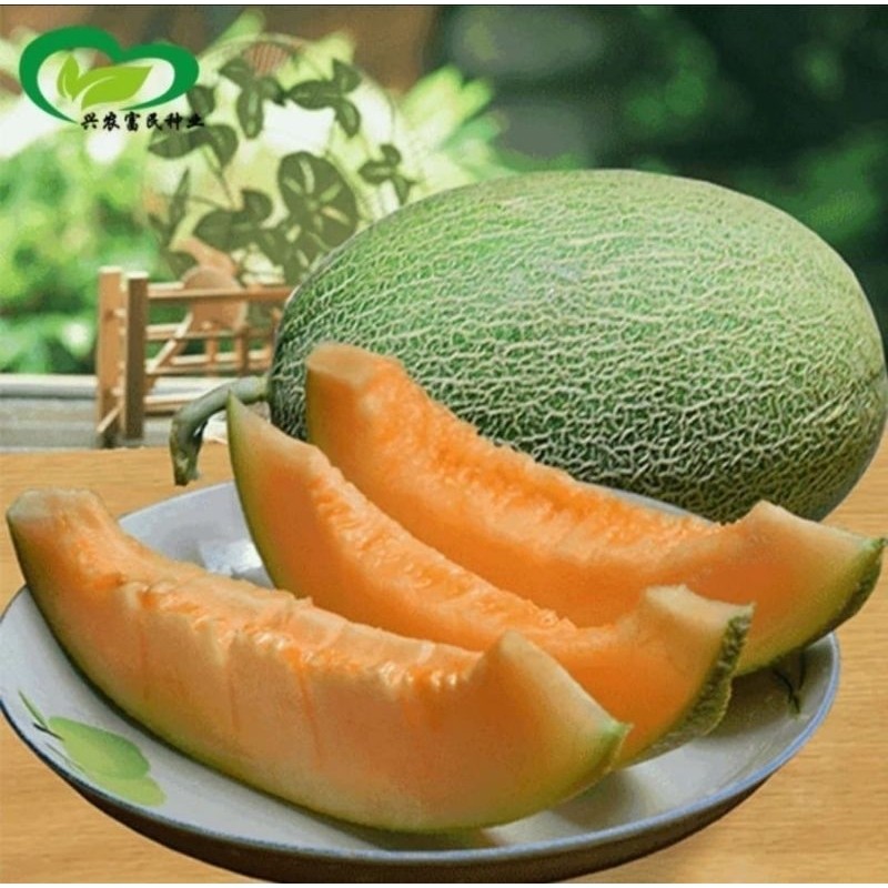 Jual 50 Benih Bibit Biji Melon SWEET NET HAMI, Honey dew, Premium ...