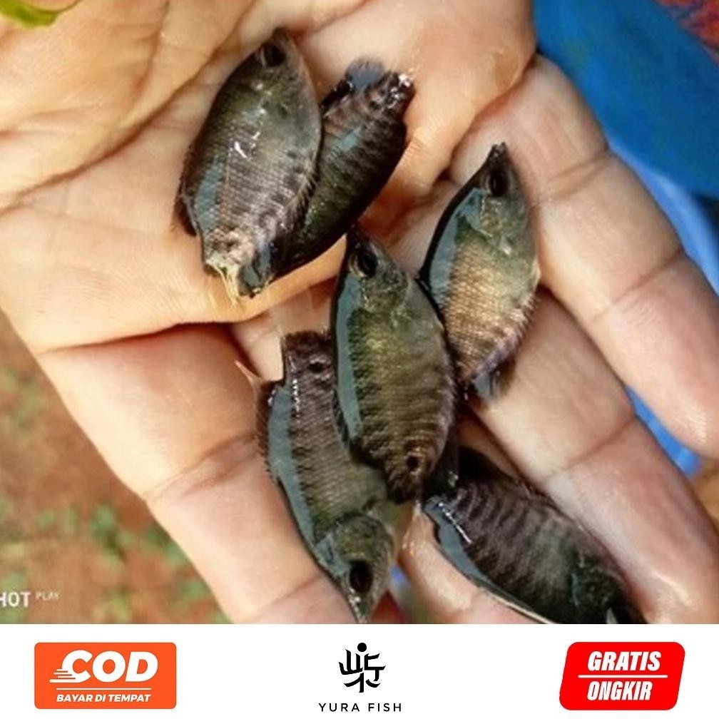 Jual H Bibit Gurame Soang Ukuran Gabah Isi 25 Ekor | Bibit Gurame Soang ...