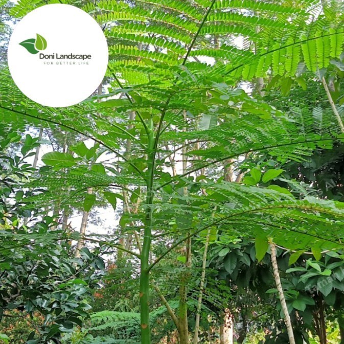 Jual NEW Solobium / Pakis Brazil 2 meter Murah promo | Shopee Indonesia