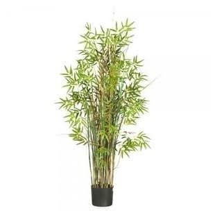 Jual bibit tanaman bambu kuning mini - cocok ditanam depan rumah ...