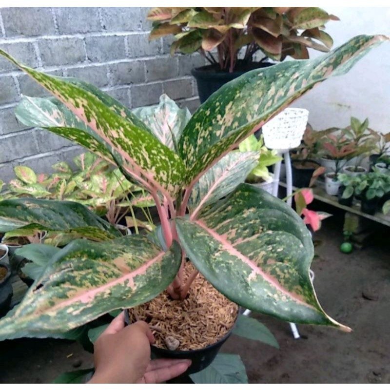 Jual Tanaman Hias Aglonema Twingkle Cantik Segar Bunga Hidup Aglo ...