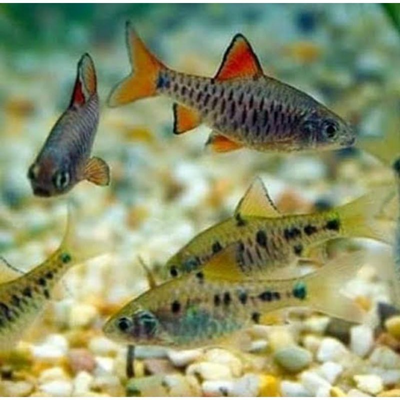 Jual Checker barb ( CAHAYA AQUATIC ) | Shopee Indonesia
