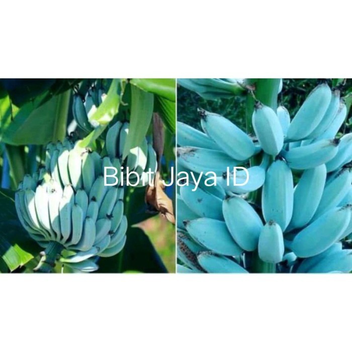 Jual Bibit Pisang Blue Banana In Java - Super | Shopee Indonesia