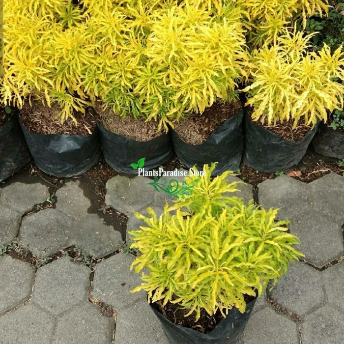 Jual Tanaman hias Brokoli kuning - Pohon Brokoli kuning - brokoli ...