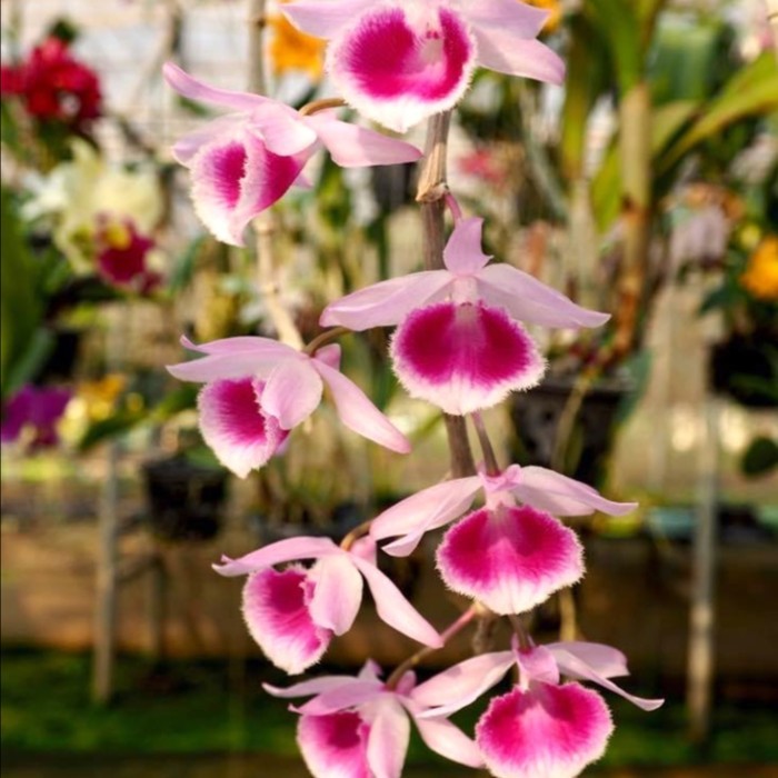 Jual Dendrobium Mentor - Bumi Orchids Anggrek Koleksi | Shopee Indonesia