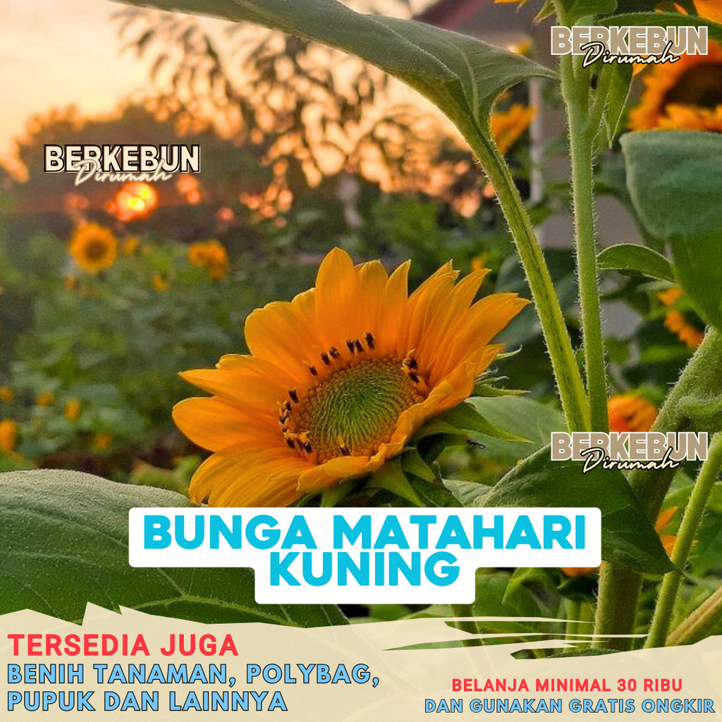 Jual BERKEBUN DIRUMAH Benih Bunga Matahari Kuning 4 Gram Unggul Bibit ...