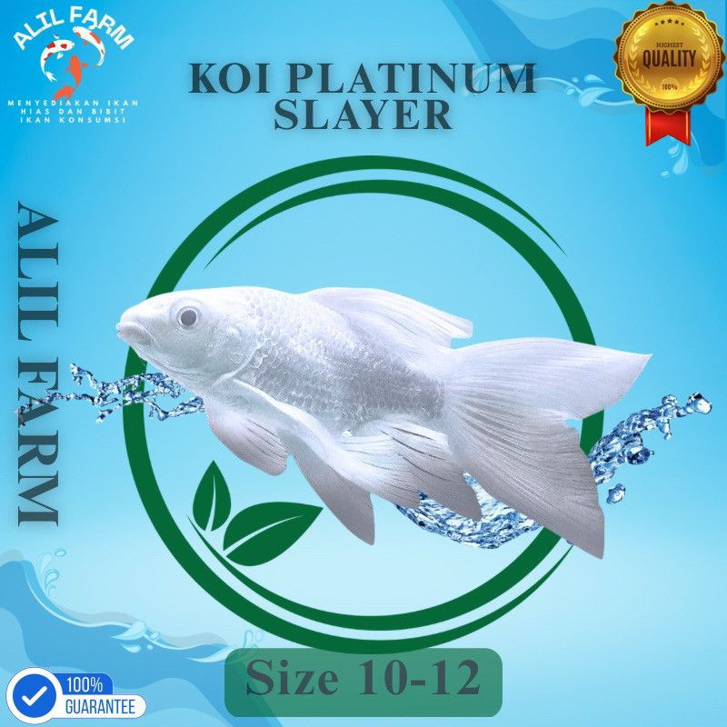 Jual Hiasan hobi Koi Platinum Slayer Putih Salju Size 11-13 Cm / Koi Platinum Murah Berkualitas ...