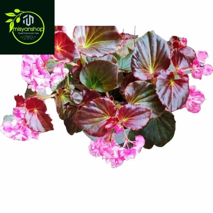 Jual tanaman hias begonia merah marun bunga pink Tanaman hias hidup ...