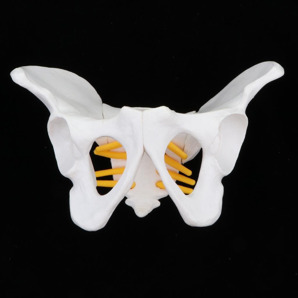 Jual Small Size Human Female Pelvic Skeleton Anatomical Model, 13 x 10 ...