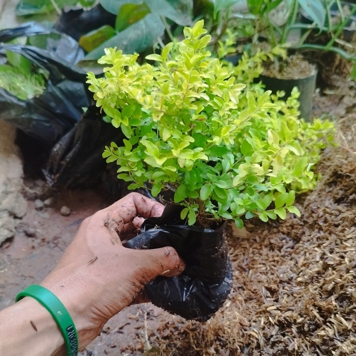 Jual bibit tanaman legistrum kuning | tanaman hias legistrum kuning ...