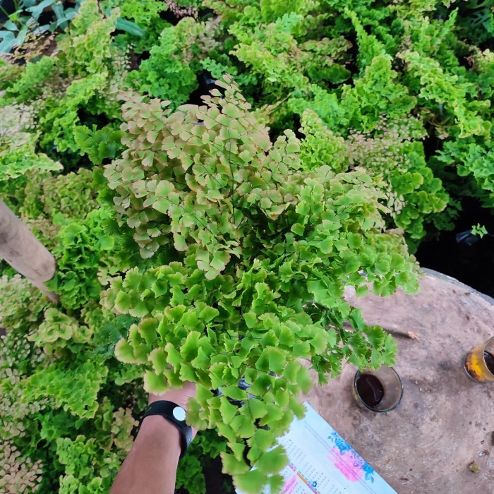 Jual tanaman gantung suplir adiantum - gantung suplir keriting - rimbun ...