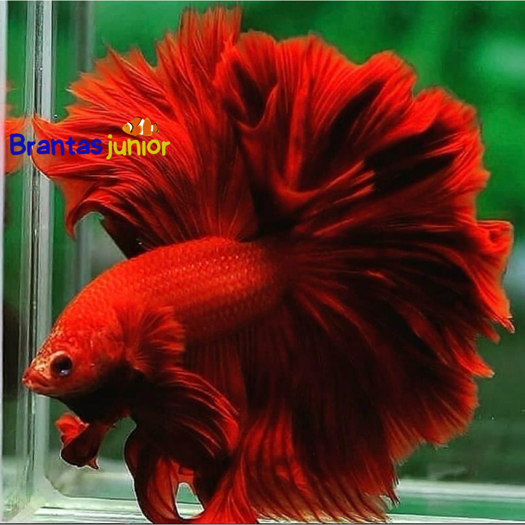 Jual cupang halfmoon super red PAKET ISI 2 paling merah merona ekor ...