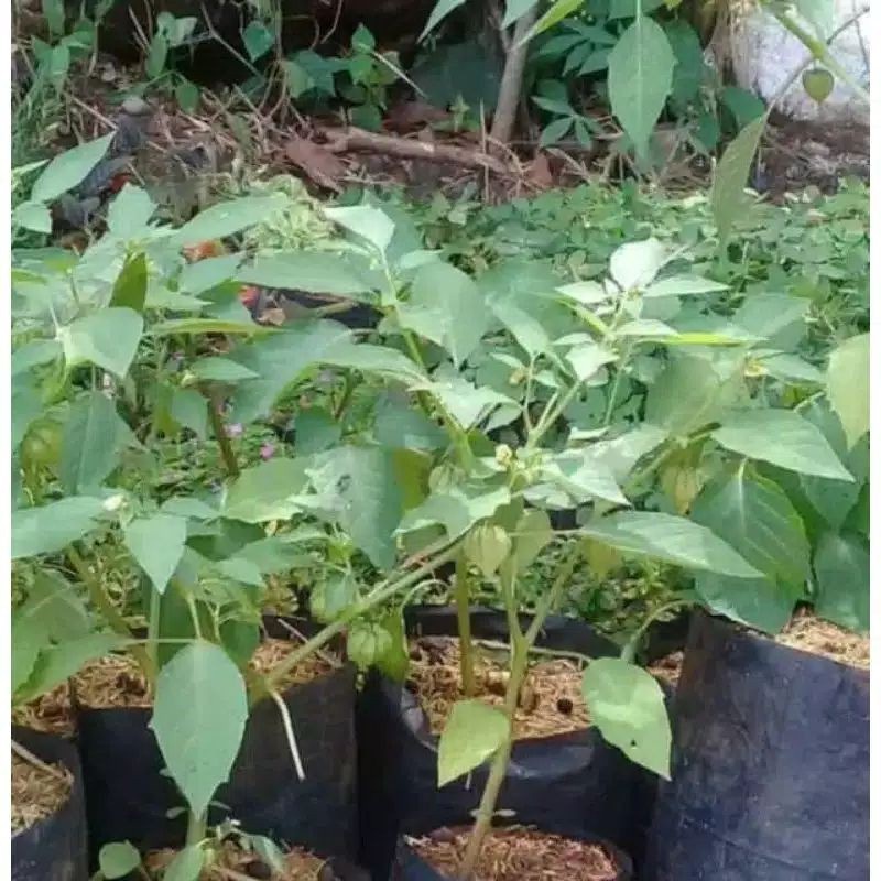 Jual Promo BIBIT TANAMAN CIPLUKAN | CECENDET HERBAL S.A_96 | Shopee ...