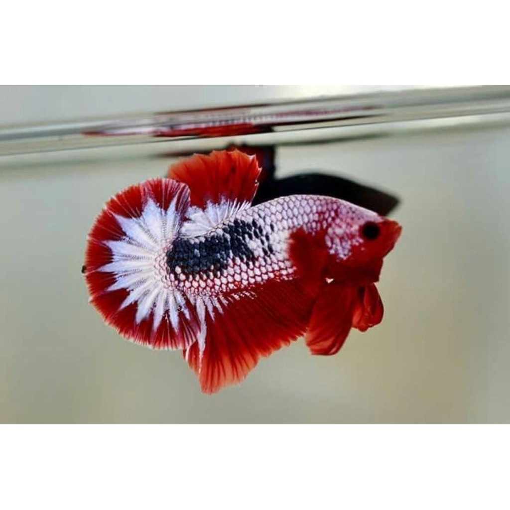 Jual Hobi Akuarium / Aquascape FANCY COPPER Male Cupang ( FCCP ...