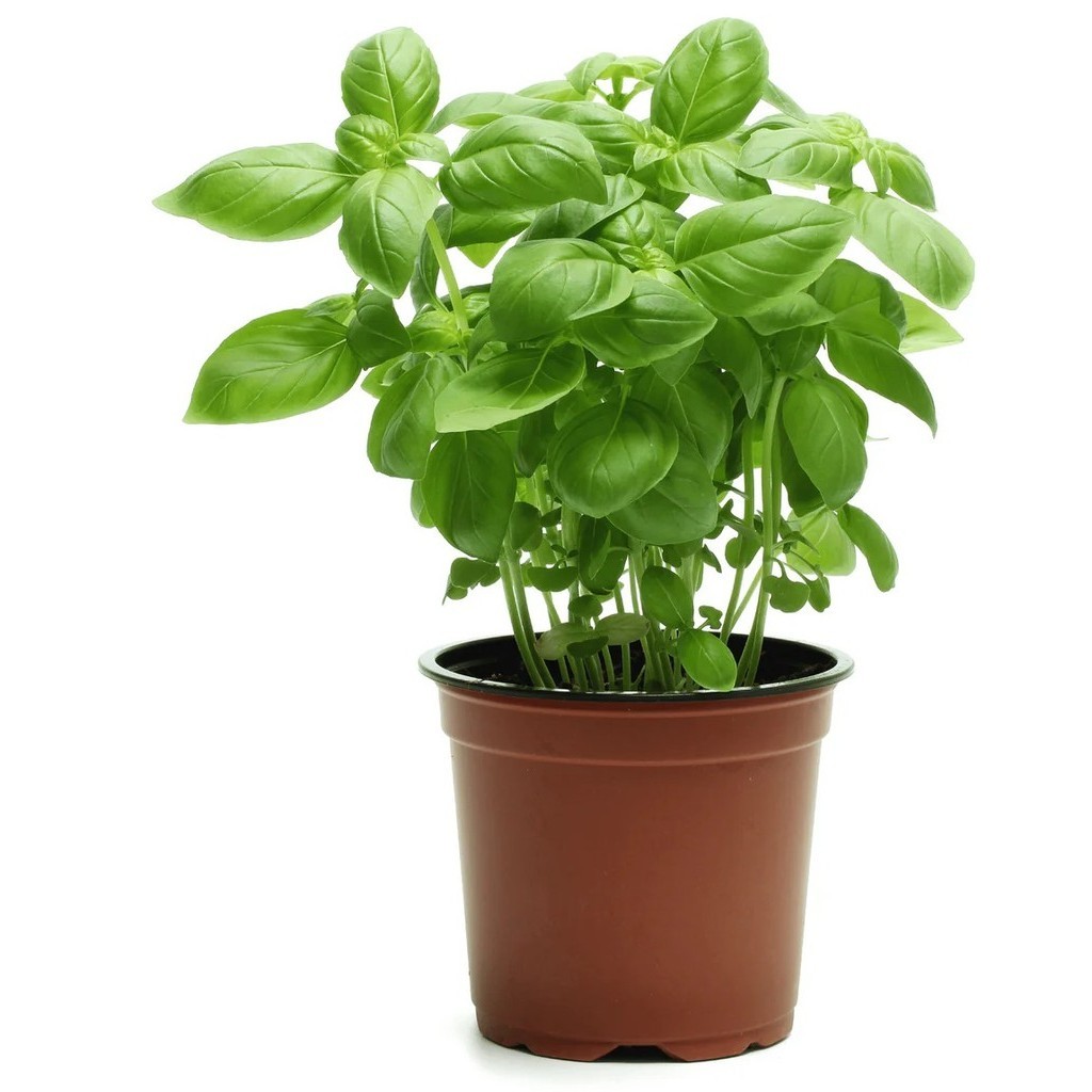 Jual Tanaman Daun Herbal SWEET BASIL - Bibit Tanaman Herbal Rempah ...