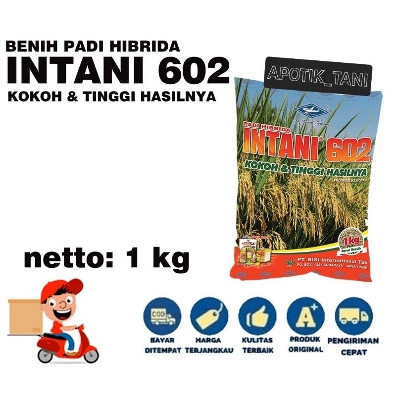 Jual READY 100%Ori Benih Padi Intani 602 Cap Kapal Terbang kemasan 1 kg ...