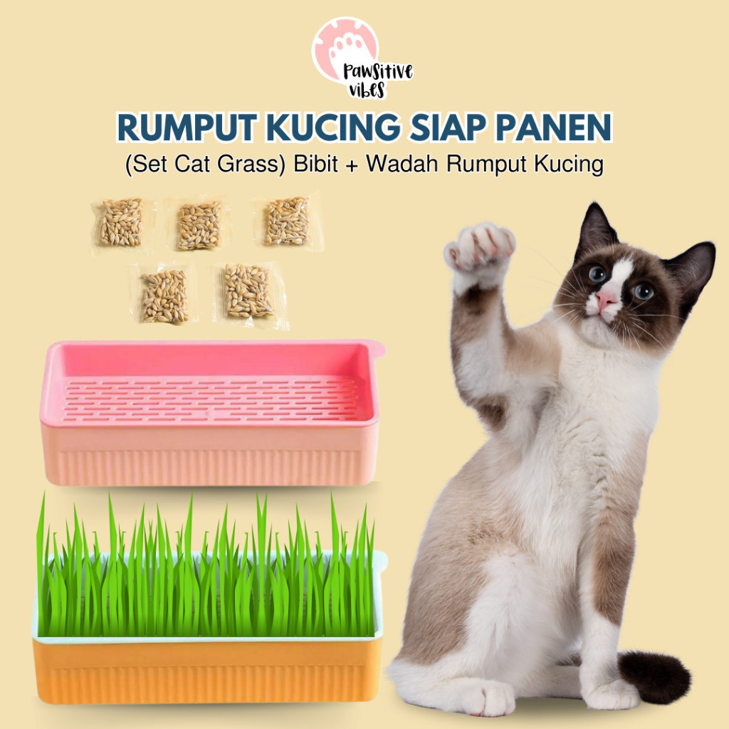 Jual RUMPUT KUCING SIAP PANEN WHEATGRASS RUMPUT GANDUM - 1 Set Cat ...