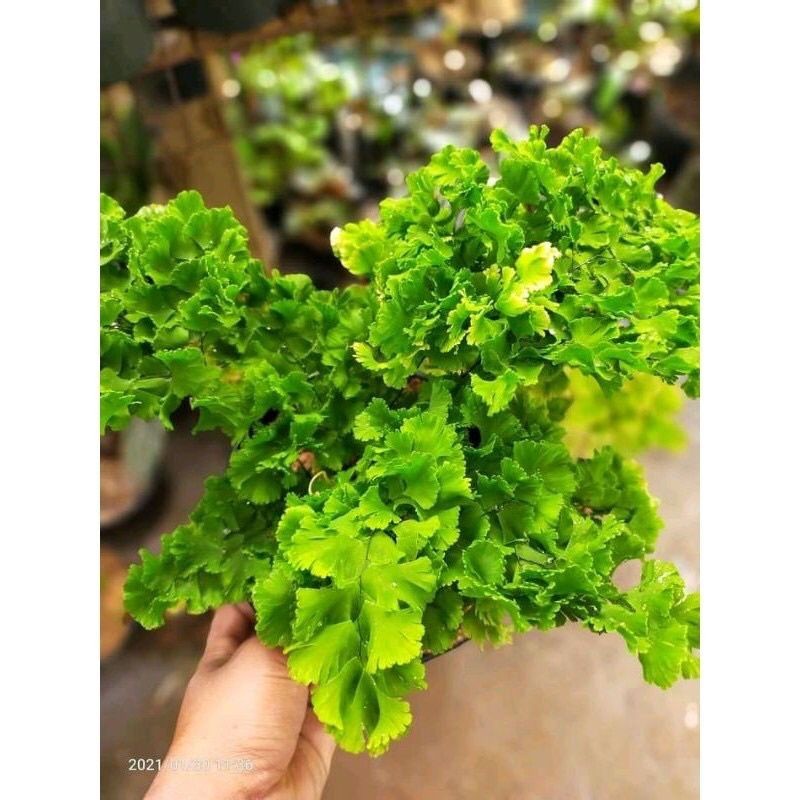Jual TANAMAN HIDUP HIAS SUPLIR KRIBO/SUPLIR KRIWIL RIMBUN | Shopee ...