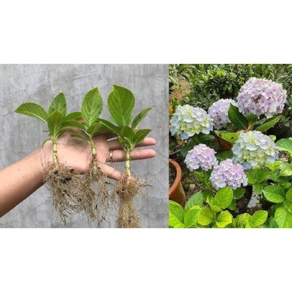 Jual cutting Bibit Hortensia Tanaman pancawarna Tanaman Bunga Hydrangea ...
