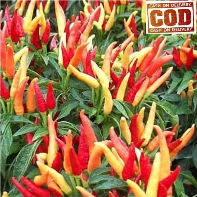 Jual CABE RAWIT SETAN 20 biji / bibit / benih CABAI RAWIT SETAN - SUPER PEDAS ...!!! | Shopee ...