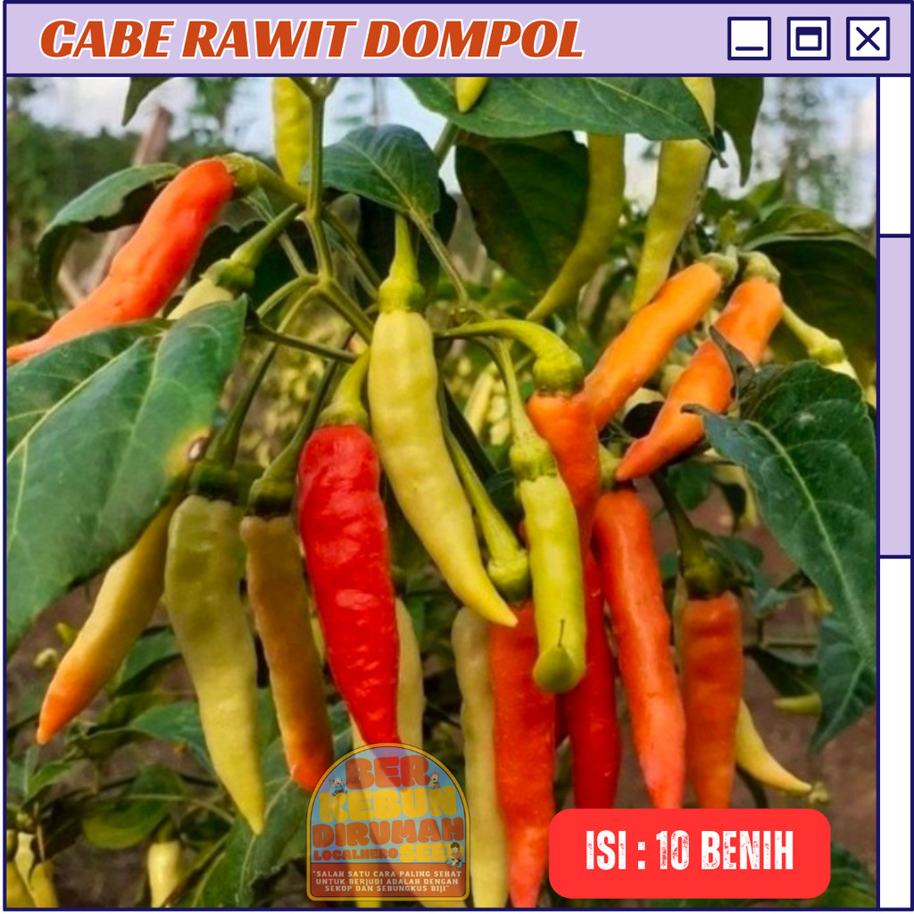 Jual Benih Cabe Rawit Dompol ORION F1 Hibrida Benih Sayuran Cabai ...
