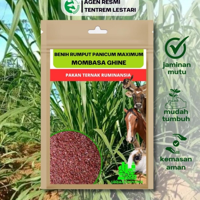 Jual Benih Rumput Mombasa Ghine 1000 Biji Mombaca Panicum Maximum - 600 ...