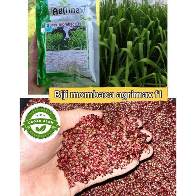 Jual Benih super mombaca F1 1kg biji agrimax spanyol | Shopee Indonesia
