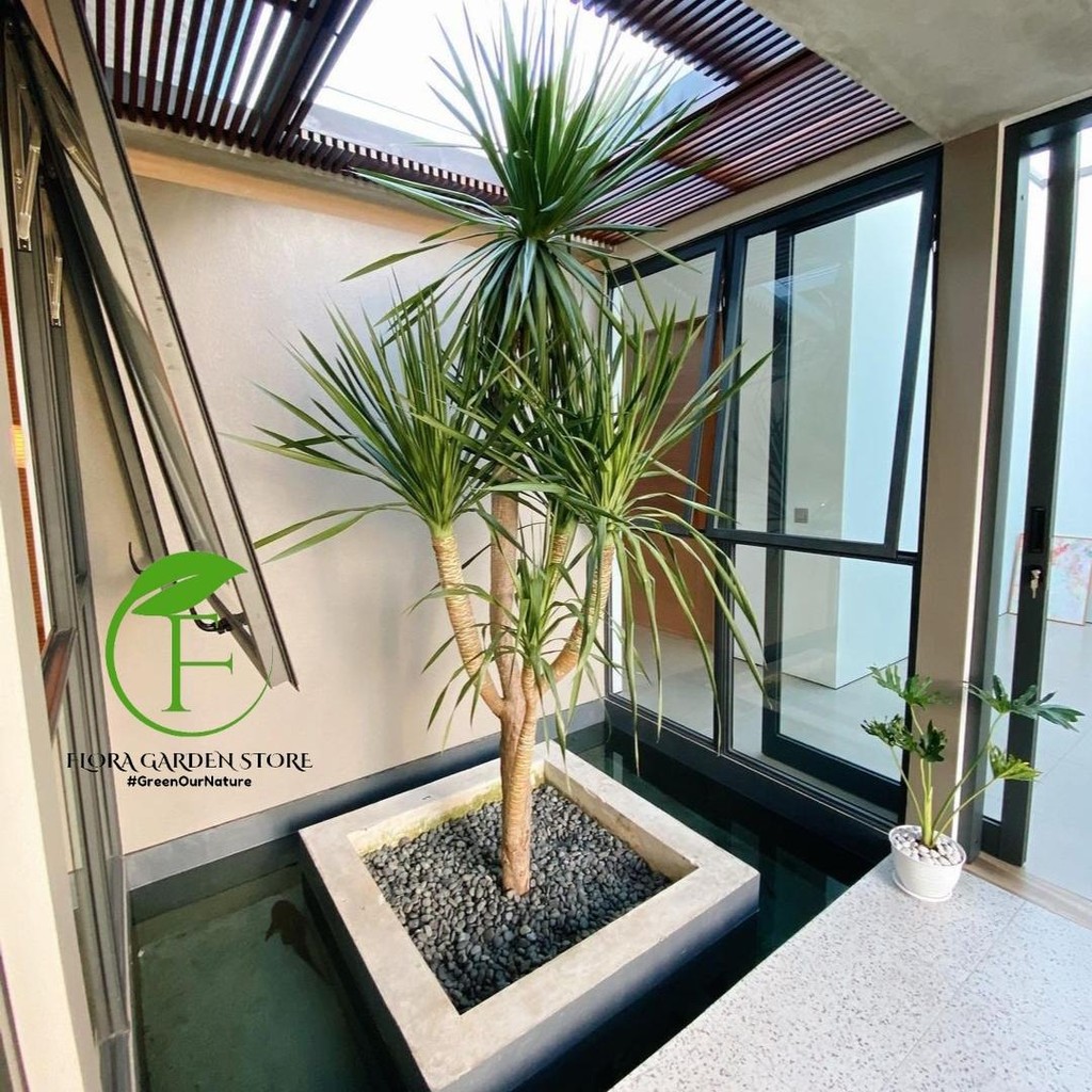Jual Tanaman Hias Pandan Bali Tinggi 1 meter - Pohon Pandan Bali 1 ...