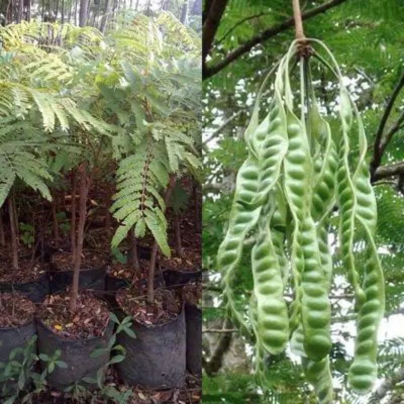 Jual BIBIT TANAMAN PETAI JUMBO BATANG BESAR(OKULASI) | Shopee Indonesia
