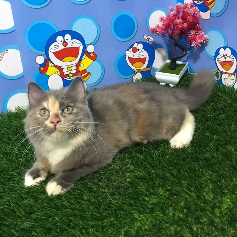 Jual kucing Persia, mainecoon, nowergian, ragdoll, Munchkin, Siberian ...